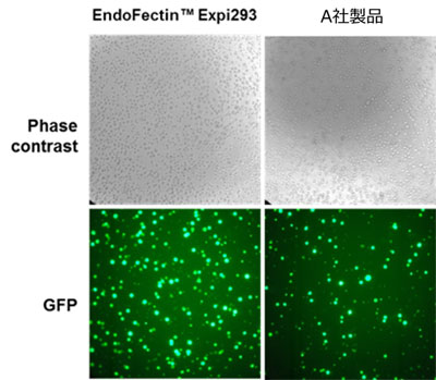 EndoFectin™ トランスフェクション試薬 | 一般的な細胞株／Expi293F 細胞／HepG2 細胞 および レンチウイルスのパッケージングに最適化 | コスモ・バイオ株式会社