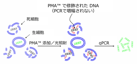 PMAxx TM , 20 mM in H2O（BTI-40069-100UL）（カテゴリ：検出試薬） | 商品情報 | コスモ・バイオ株式会社