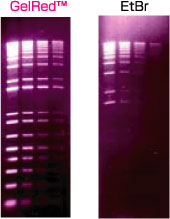 GelRed (R) Nucleic Acid Gel Stain, 10, 000X（BTI-41003-0.5ML）（カテゴリ：検出試薬） | 商品情報 | コスモ・バイオ株式会社