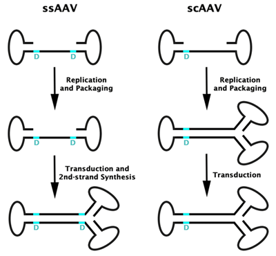 scAAV ヘルパーフリー発現システム | コスモ・バイオ株式会社