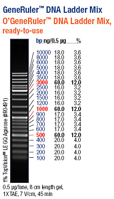 GeneRuler TM DNA Ladder Mix（FER-SM0331-5*50UG）（カテゴリ：分離・精製） | 商品情報 | コスモ ...