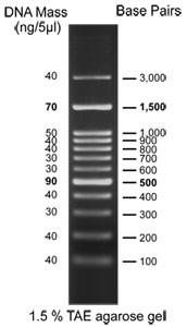 GD 100bp DNA Ladder H3 RTU (Ready-to-Use)（GDX-DM003R500-500UL）（カテゴリ：分離・精製） | 商品情報 | コスモ・バイオ株式会社