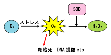SOD 測定ELISAキット | 活性酸素種（ROS）、神経科学、 循環器系疾患の研究に有用 | コスモ・バイオ株式会社