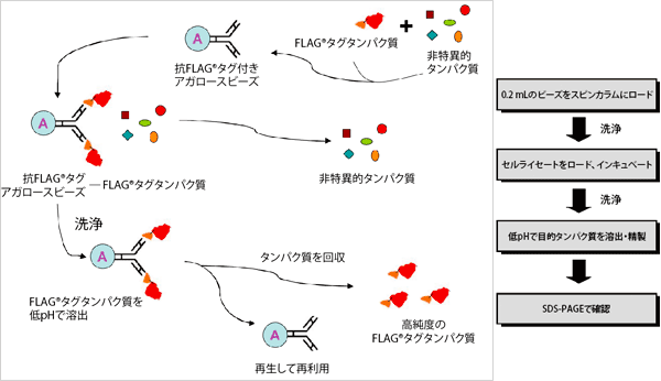FLAG® タグ融合タンパク質免疫沈降（IP）キット | FLAG® tag 標識タンパク質の精製に最適 | コスモ・バイオ株式会社